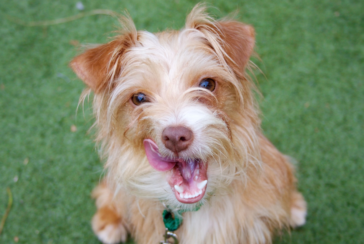 Ingleside Station Taking Food Donations for Shelter Animals