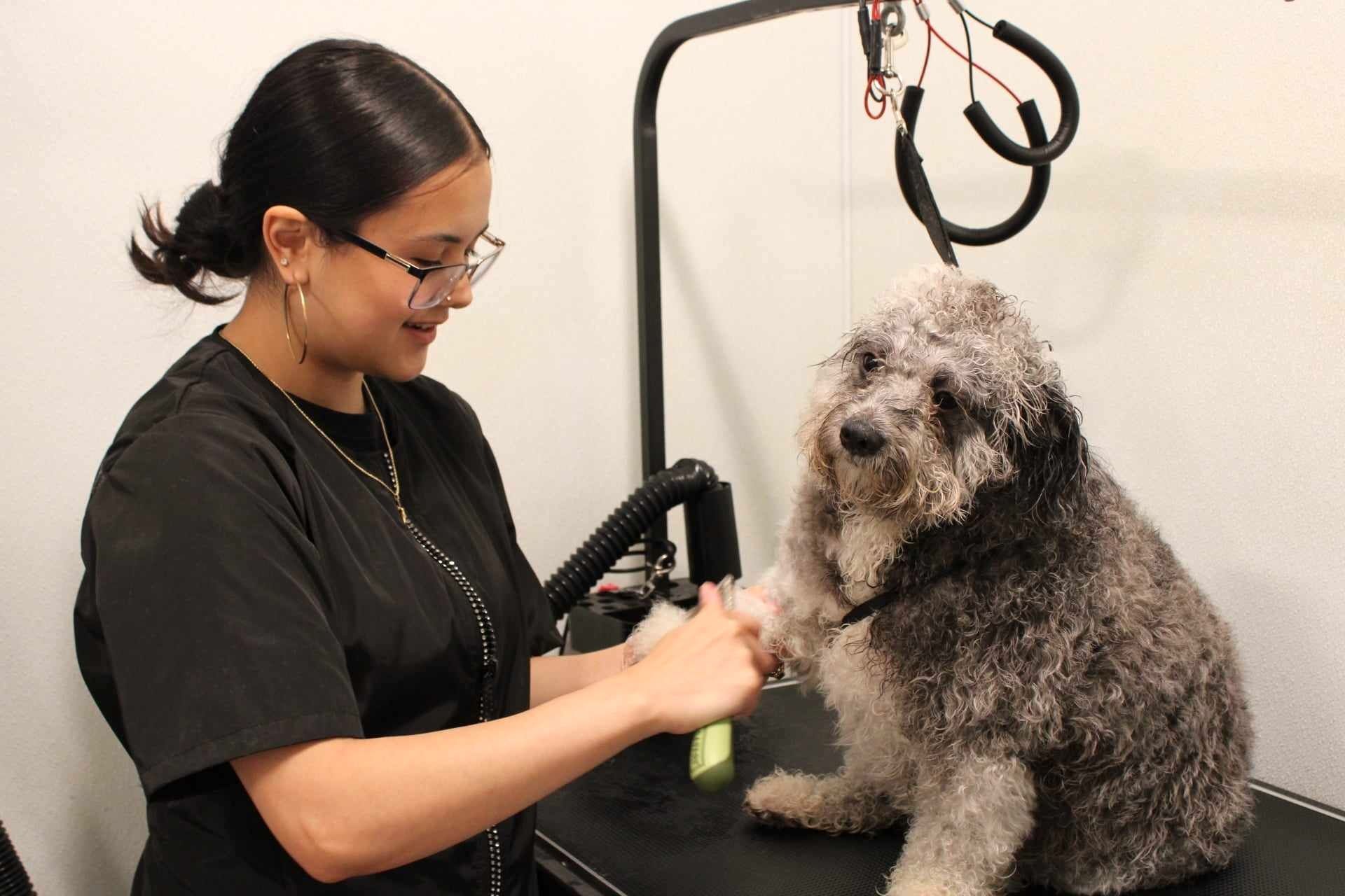 Pet Groomer Dogs by Angelica Launches in Ingleside